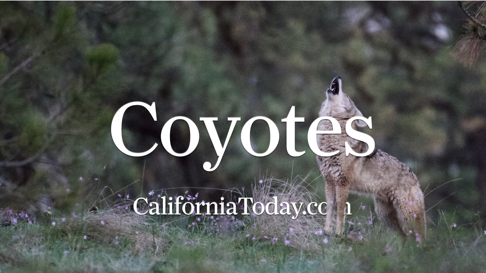 Coyotes in California: Ecology, Behavior, and Coexistence