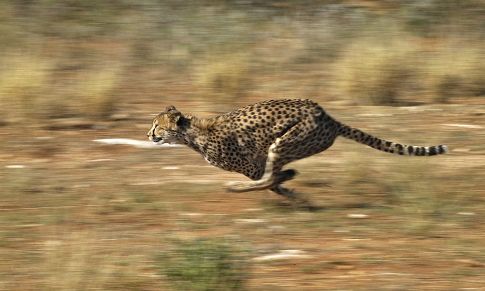 Did the cheetah once live in California—and why is the American ...