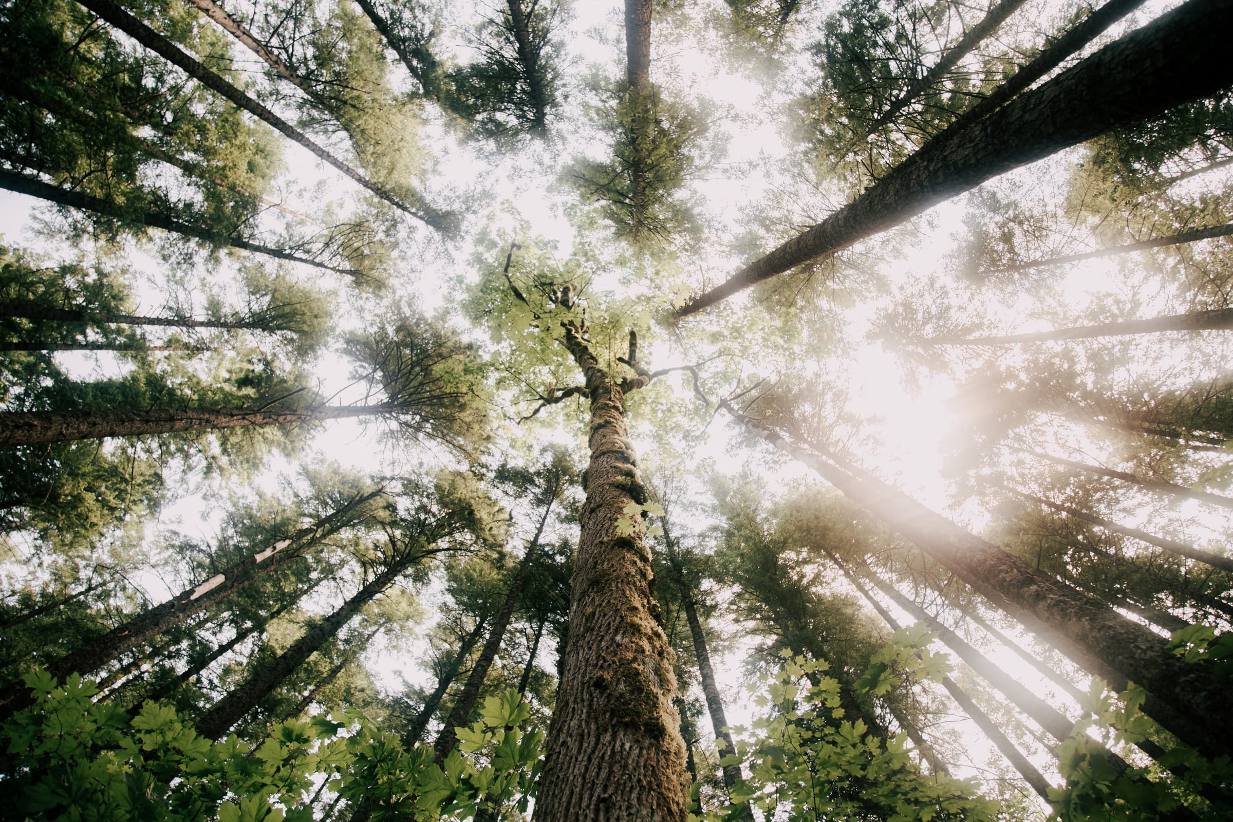 California Environmental Protection: Safeguarding the Golden State's Future