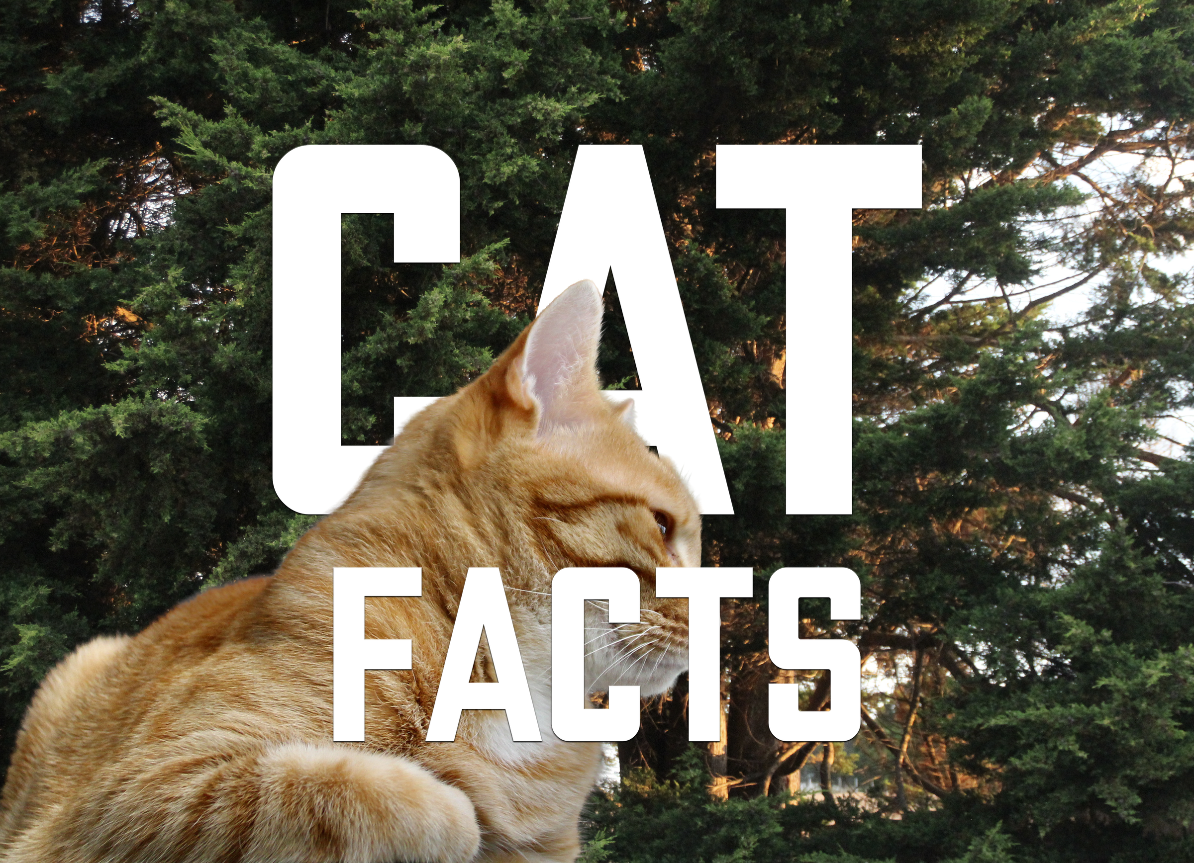 Cat facts, anyone? Here are 7 surprising cat laws in California